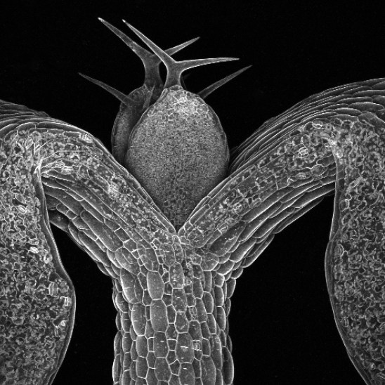 ARTArabidopsis: confocal-laser-scanning-microscope photography ...