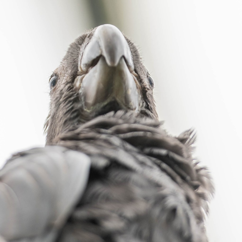 Bird face - artborghi.com