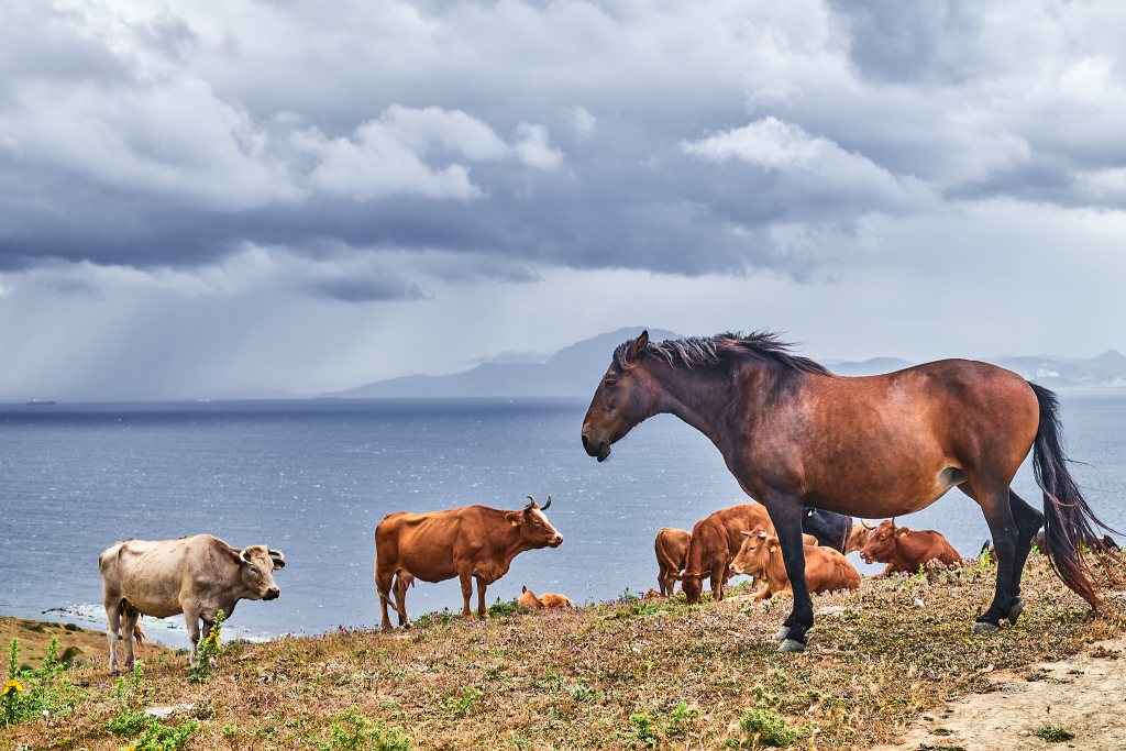Andalusians - artborghi.com